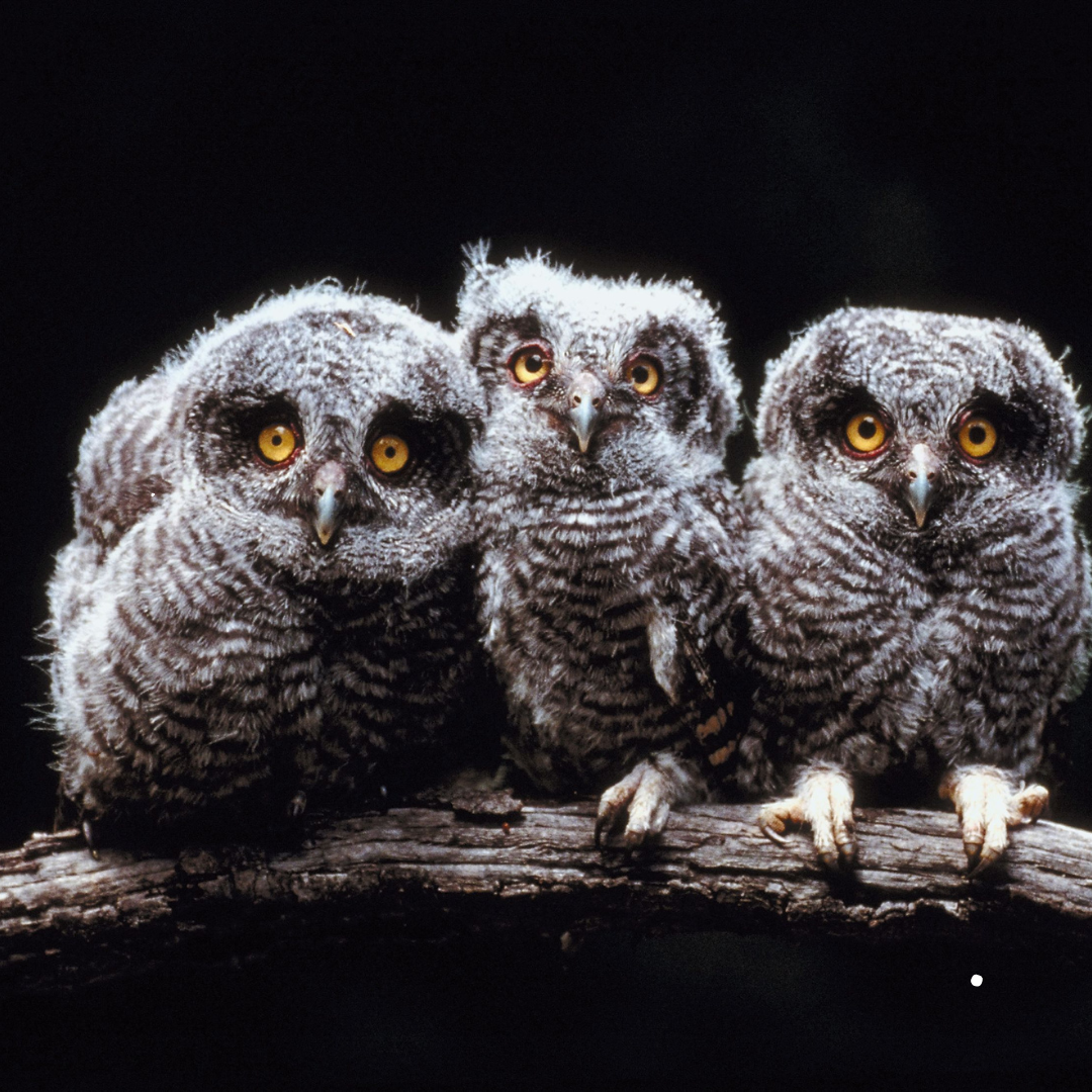 Early Rising vs. Night Owl: Does It Really Matter? – Thrive Body Clinic ...