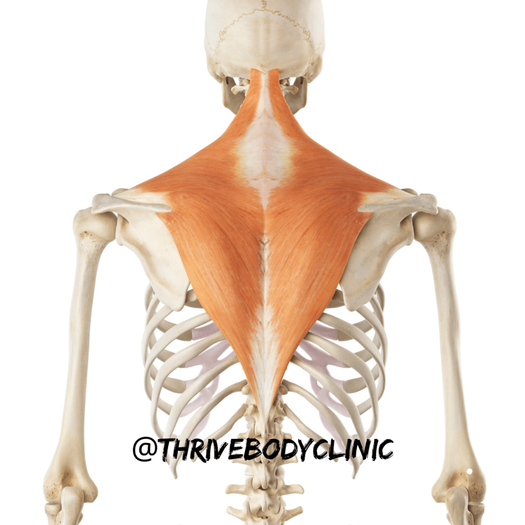 Understanding the Trapezius Muscle: Anatomy, Function, and Stress ...