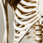 Rib Subluxation (Slipped Rib): Causes, Symptoms, and How Osteopathy Can ...